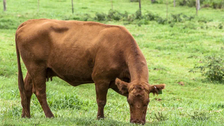 The red heifer - then and now | Israel National News