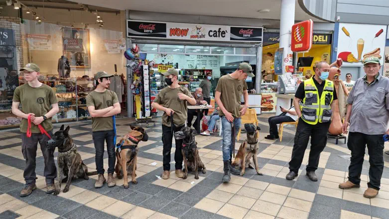 Israel Dog Unit prepares for emergency in Haifa region | Israel ...