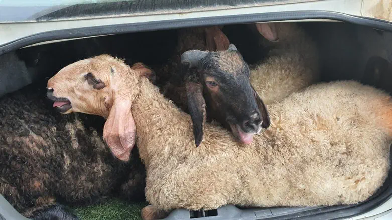 Police officers discover 11 sheep in trunk of vehicle | Israel National ...
