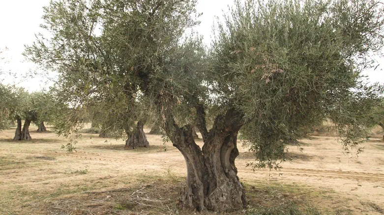 Israeli study shows olive trees first domesticated 7,000 years ago ...