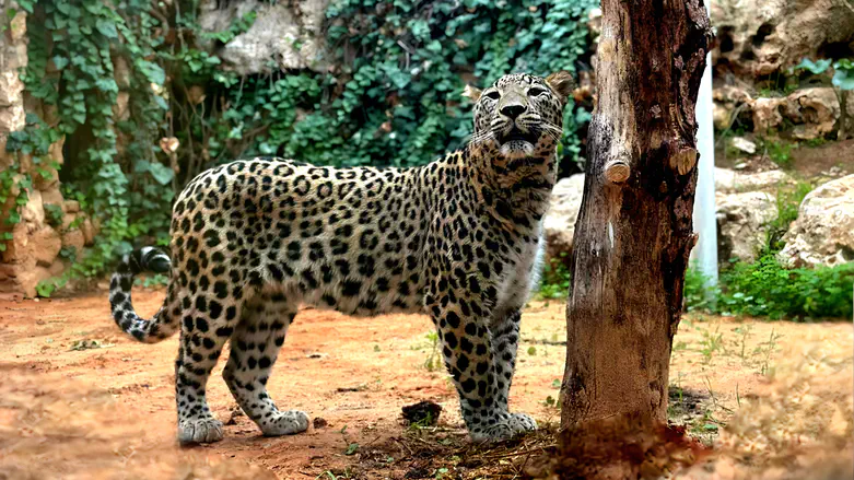 Two rare Persian leopards find home in Jerusalem Biblical Zoo | Israel ...