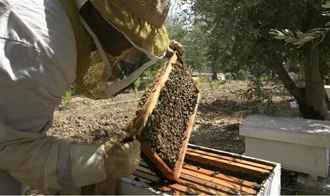 Bees an endangered species? | Israel National News