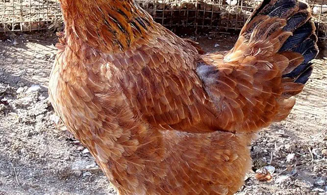 Haredi rabbis debate: Is new chicken breed kosher? | Israel National News