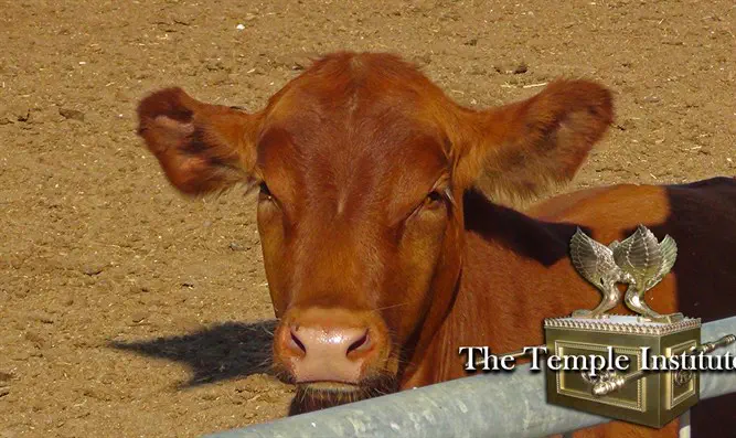 The Liberating Power of the Ashes of the Red Heifer | Israel National News