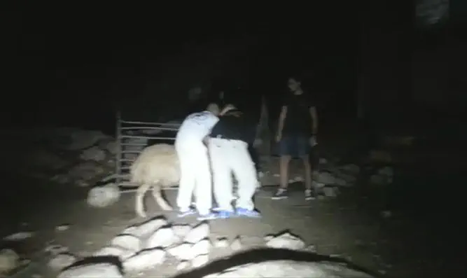 Evicted shepherds sue Civil Administration | Israel National News