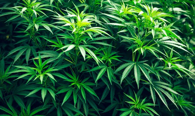 Study: Ancient Israelites used cannabis in Temple worship | Israel ...