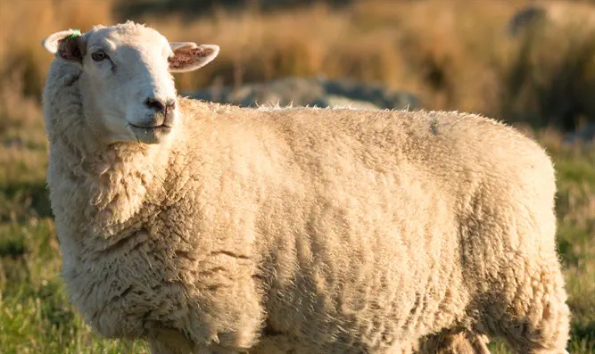 How Israeli sheep could help save the world | Israel National News