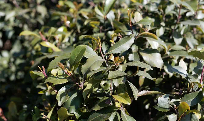 Ten Israelis arrested last week in Europe for smuggling Khat | Israel ...