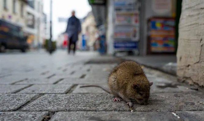 CDC warns cannibalistic rats in urban areas