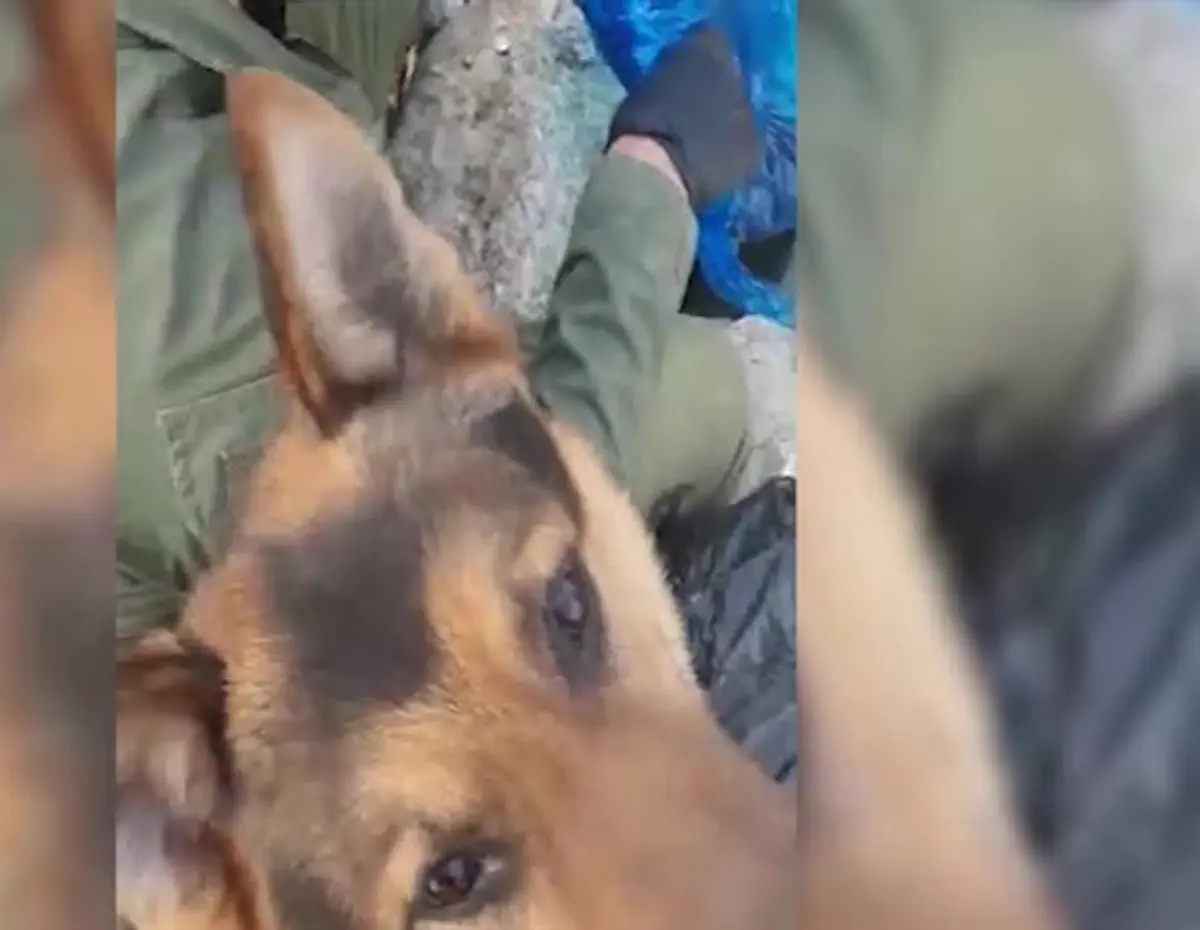 Caesar the dog finds huge weapon cache | Israel National News - Arutz Sheva