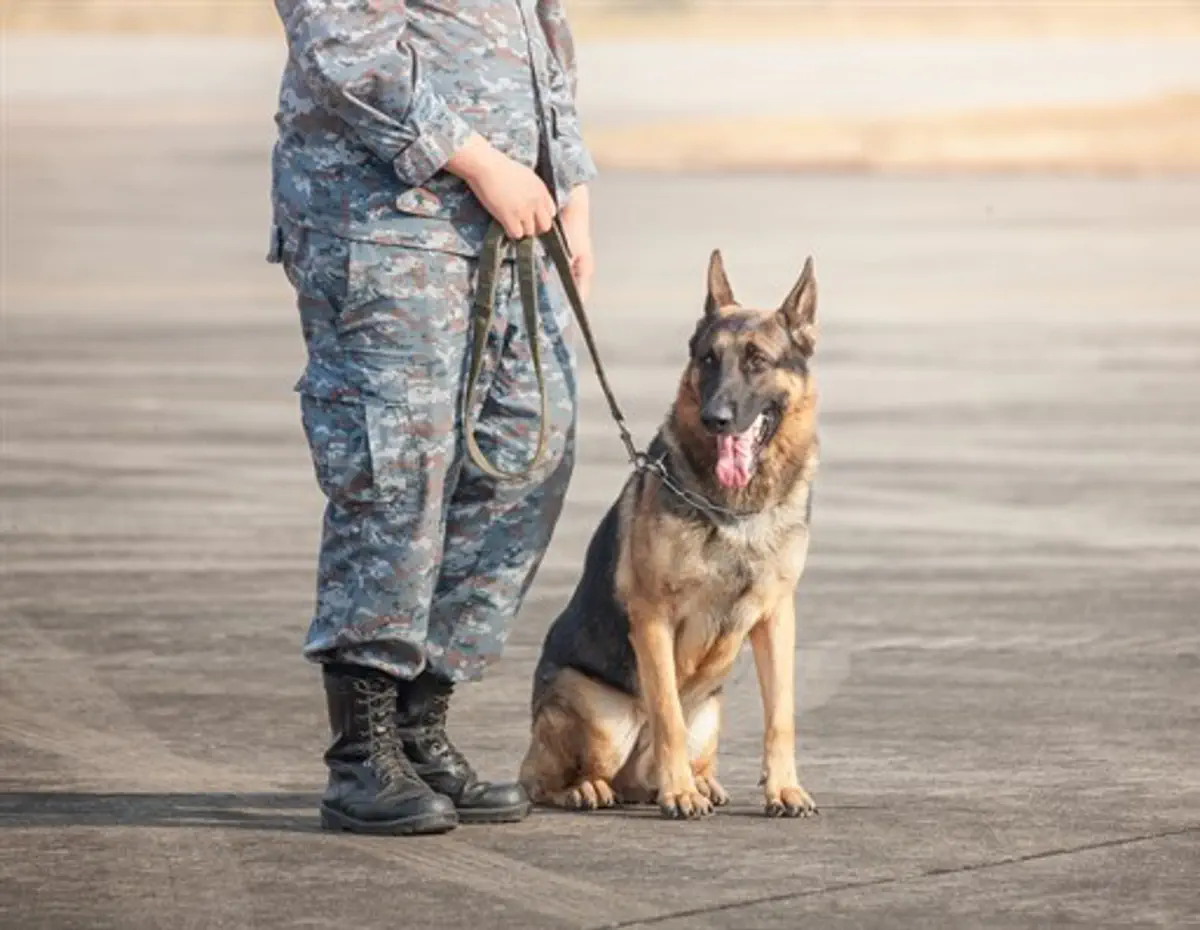 Watch: Dogs left behind after US pullout from Afghanistan get new ...