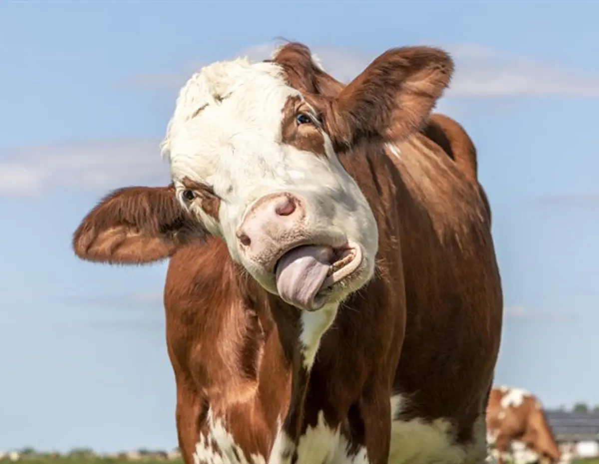 Watch: Cow enters store in Moshav in southern Israel | Israel National ...