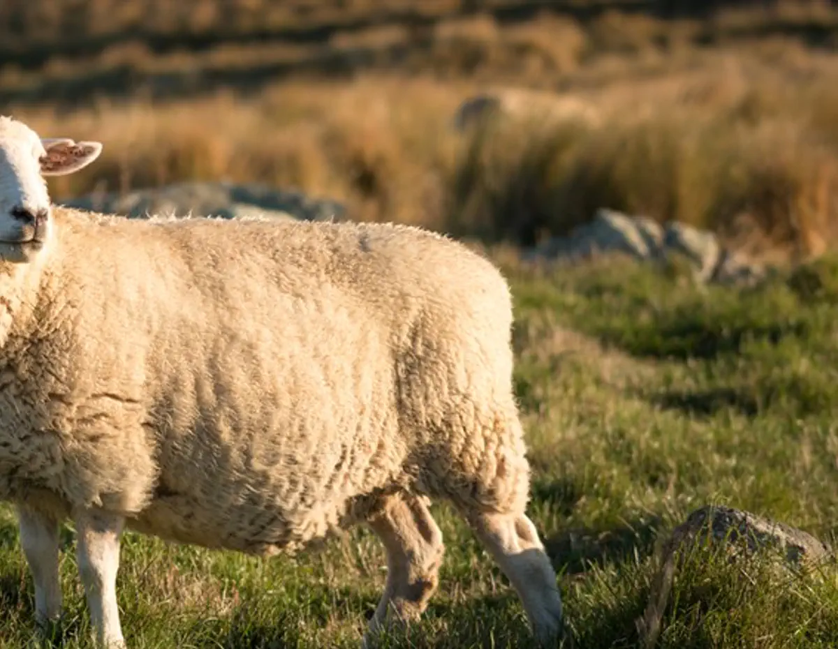 Flock of Chinese sheep walk in circles for 12 days in a row | Israel ...