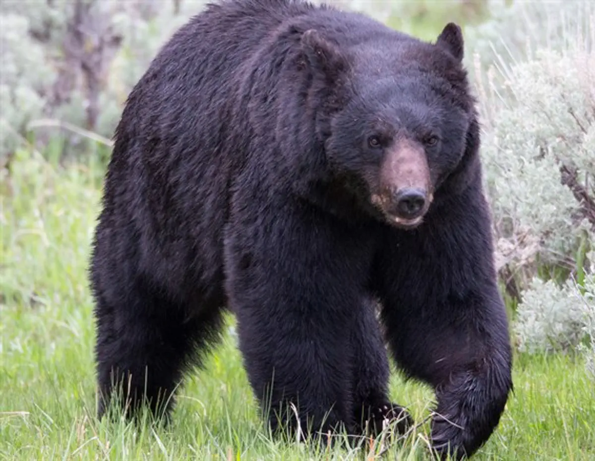 1087580.jpg?autocrop=1