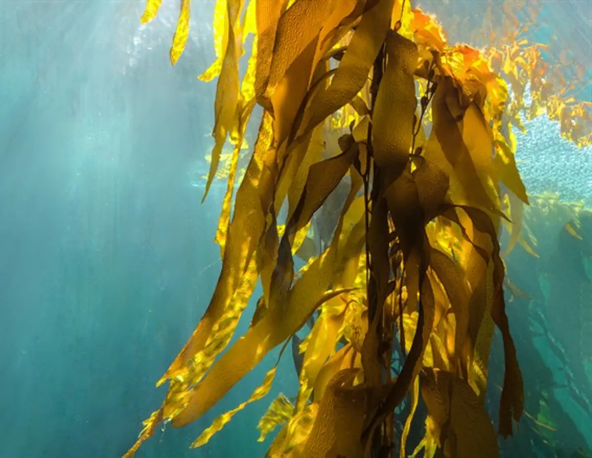 New Israeli tech: “Super Seaweed” produces natural health compounds ...