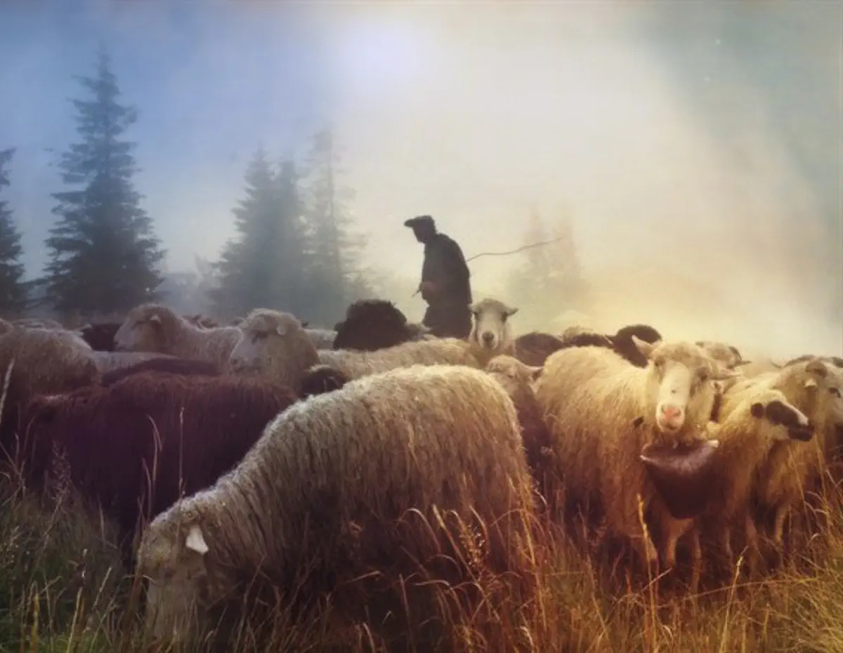 Jewish shepherds | Israel National News - Arutz Sheva