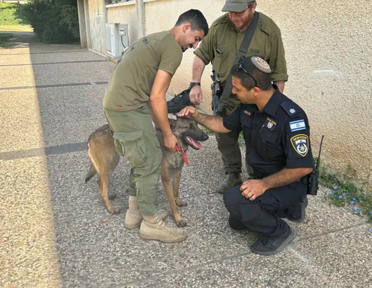 Israel Dog Unit saves missing man in Galilee | Israel National News ...