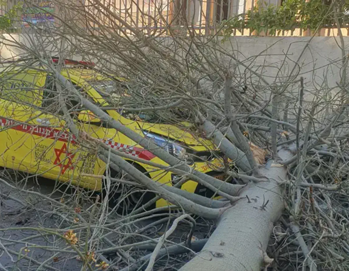 Tree falls on MDA vehicle, no one injured | Israel National News ...