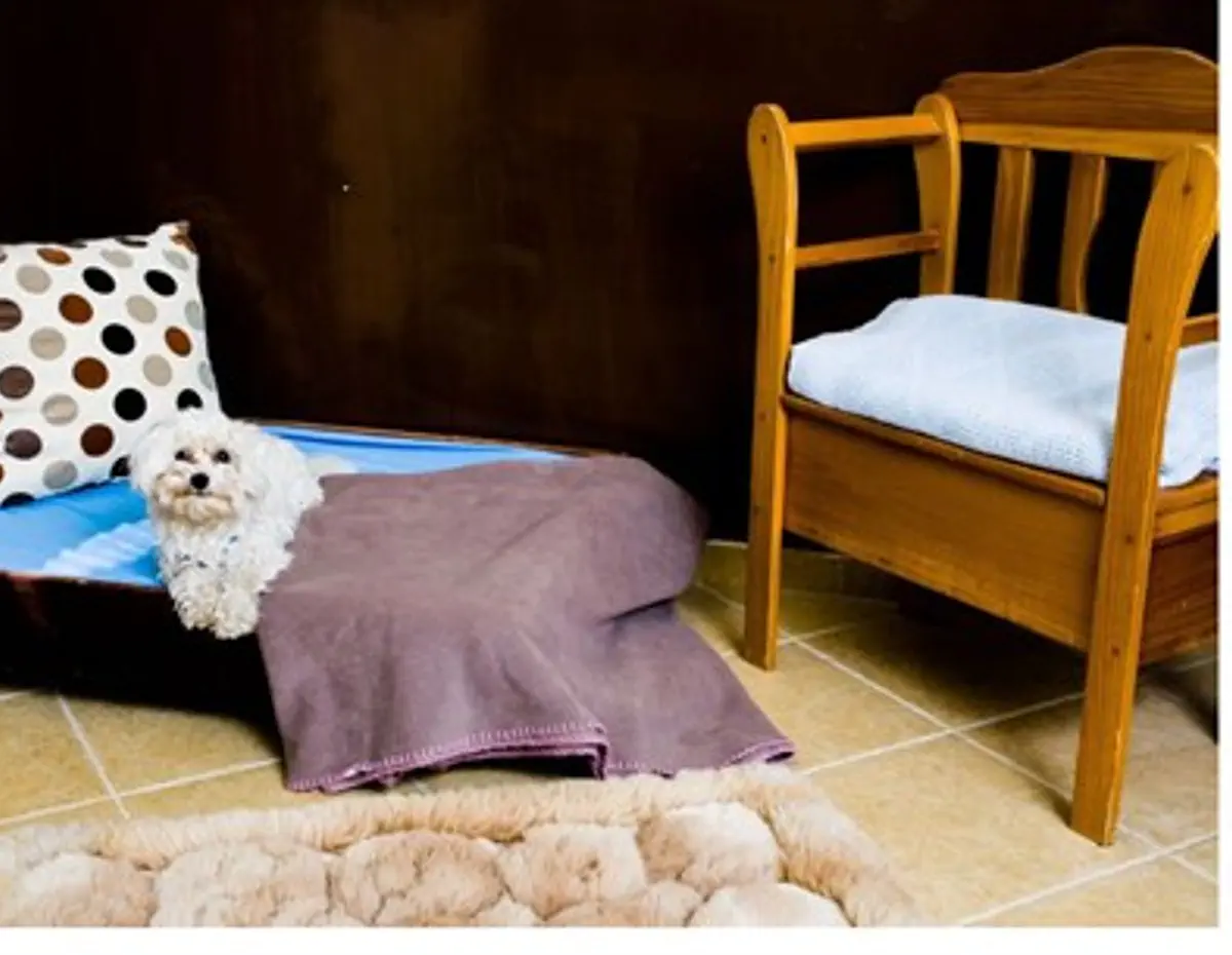 An Israeli Vacation Resort for Dogs | Israel National News - Arutz Sheva