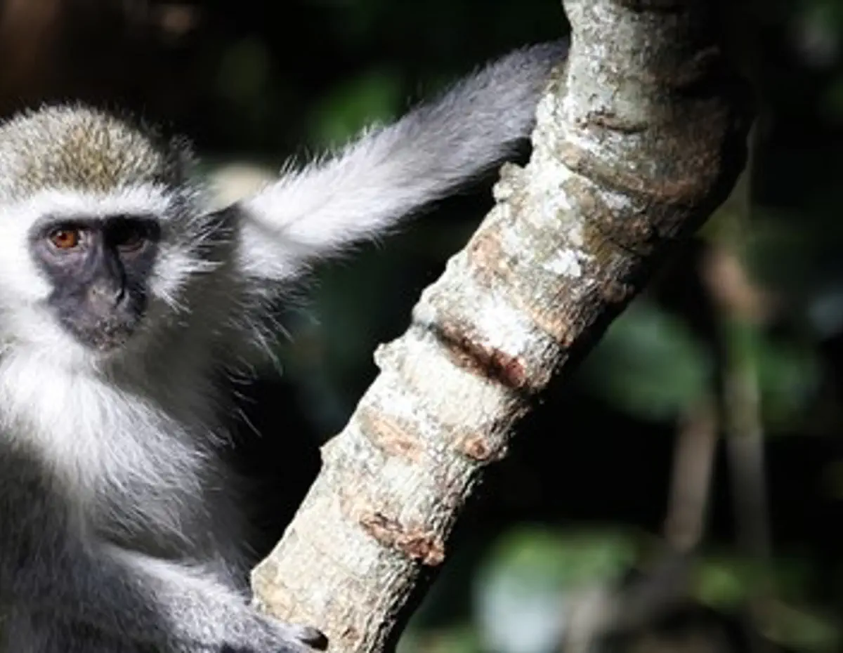 Monkey causes nationwide blackout in Kenya | Israel National News ...