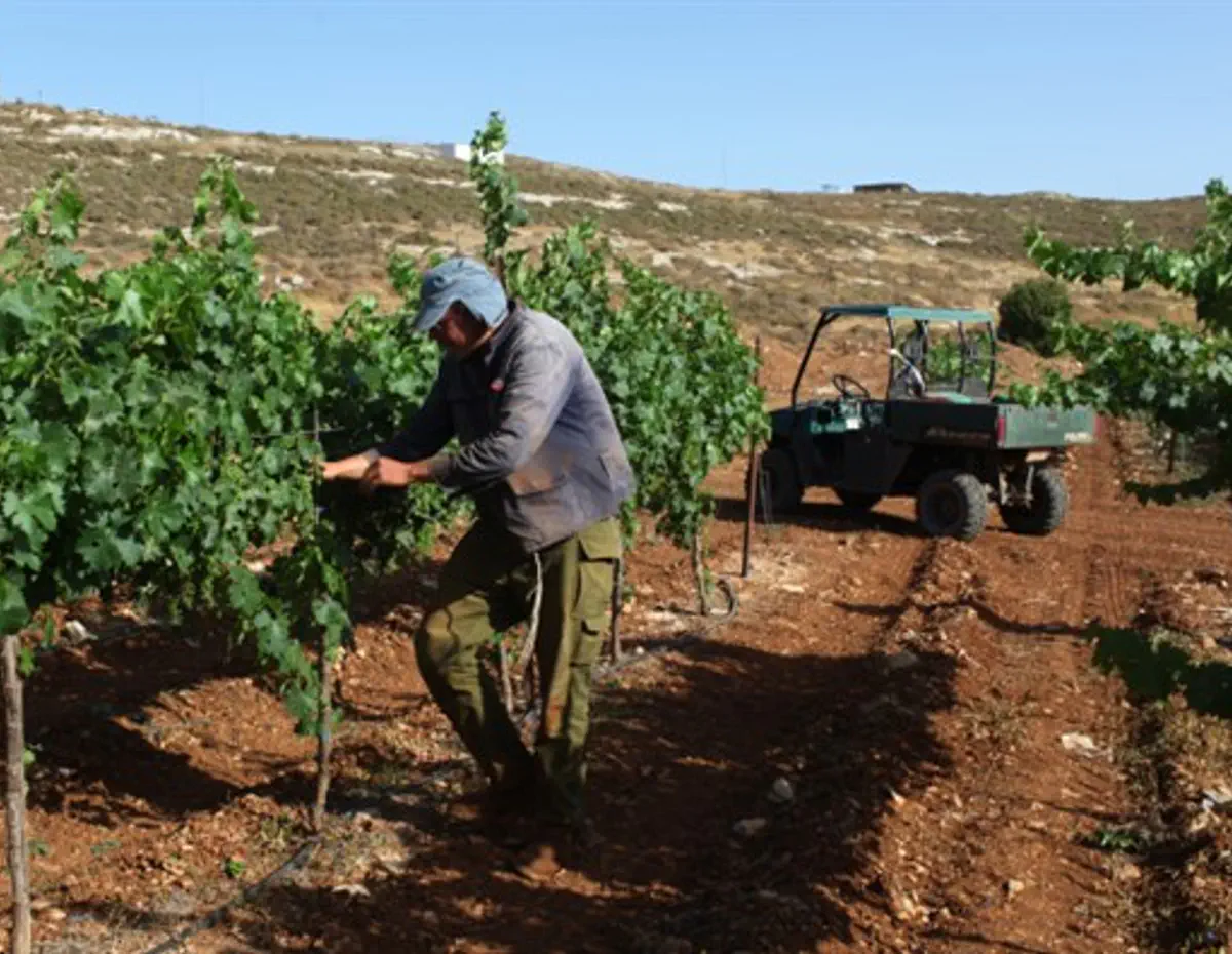 Tu B'Shvat: Israel’s Green Day and the hydroponics revolution | Israel ...
