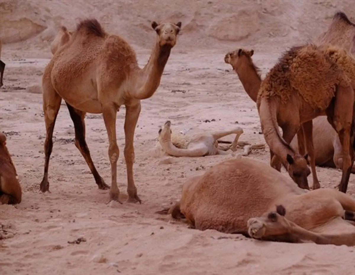 816595.jpg?autocrop=1