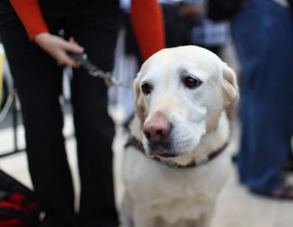 Netanyahu depicted as a dog is even more ominous than it seems | Israel ...