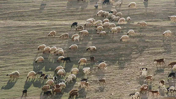 Led like sheep | Israel National News