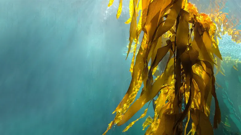 New Israeli tech: “Super Seaweed” produces natural health compounds ...