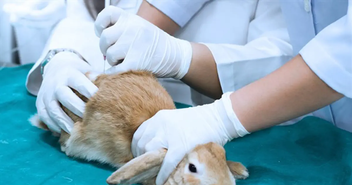 Bionic chips to replace animal testing? | Israel National News - Arutz ...