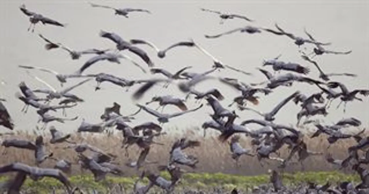 Birds of Prey Circling Over Syria | Israel National News - Arutz Sheva