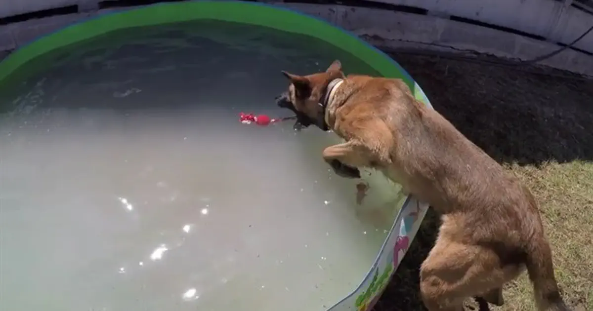 Jerusalem police dogs have fun day off | Israel National News - Arutz Sheva