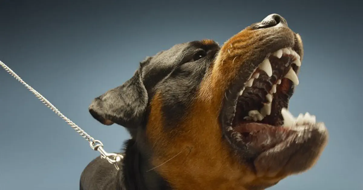 Beit Shemesh rabbis back shooting of stray dogs | Israel National News ...