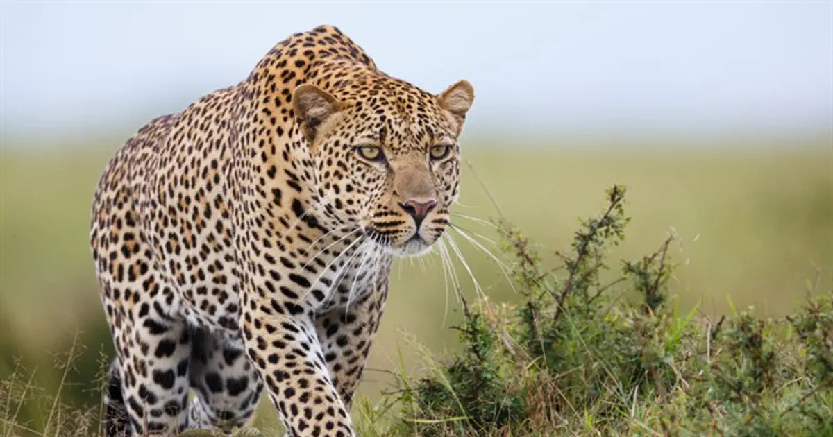 Leopard spotted in Samaria? | Israel National News - Arutz Sheva