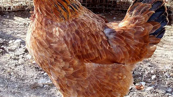 Haredi rabbis debate: Is new chicken breed kosher? | Israel National ...