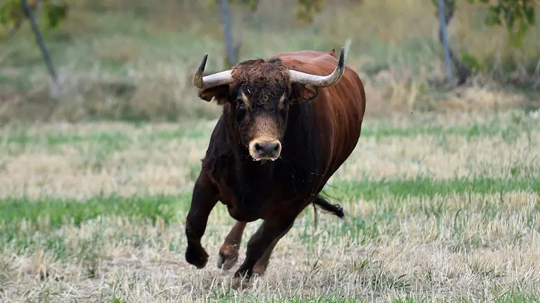 Watch: Bull storms bank in central Israel | Israel National News ...