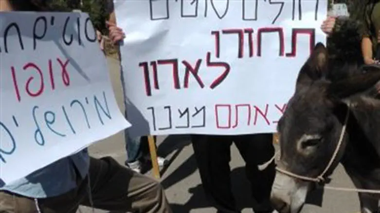 Donkeys vs. Gay Parade | Israel National News - Arutz Sheva