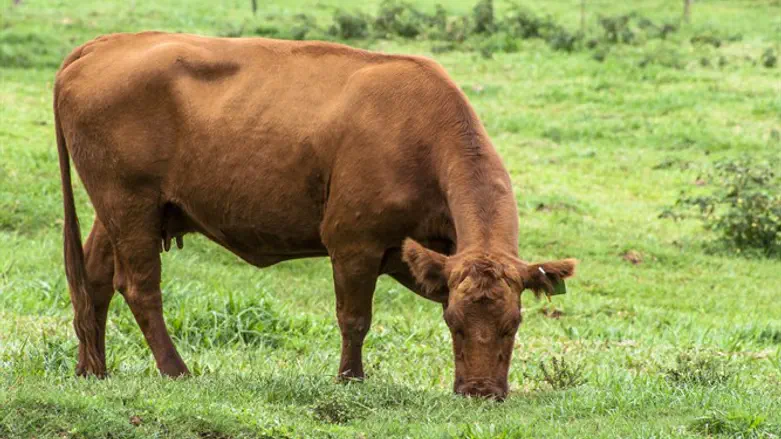 Red Heifer: Discovering your way forward | Israel National News - Arutz ...